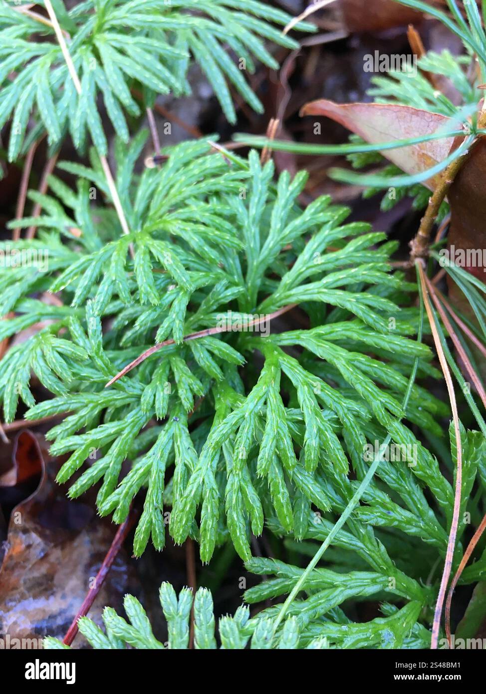 fan clubmoss (Diphasiastrum digitatum Stock Photo - Alamy