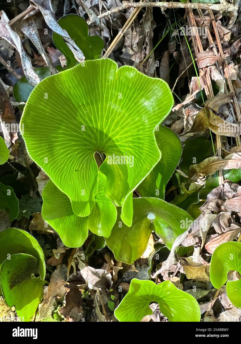 kidney fern (Hymenophyllum nephrophyllum Stock Photo - Alamy