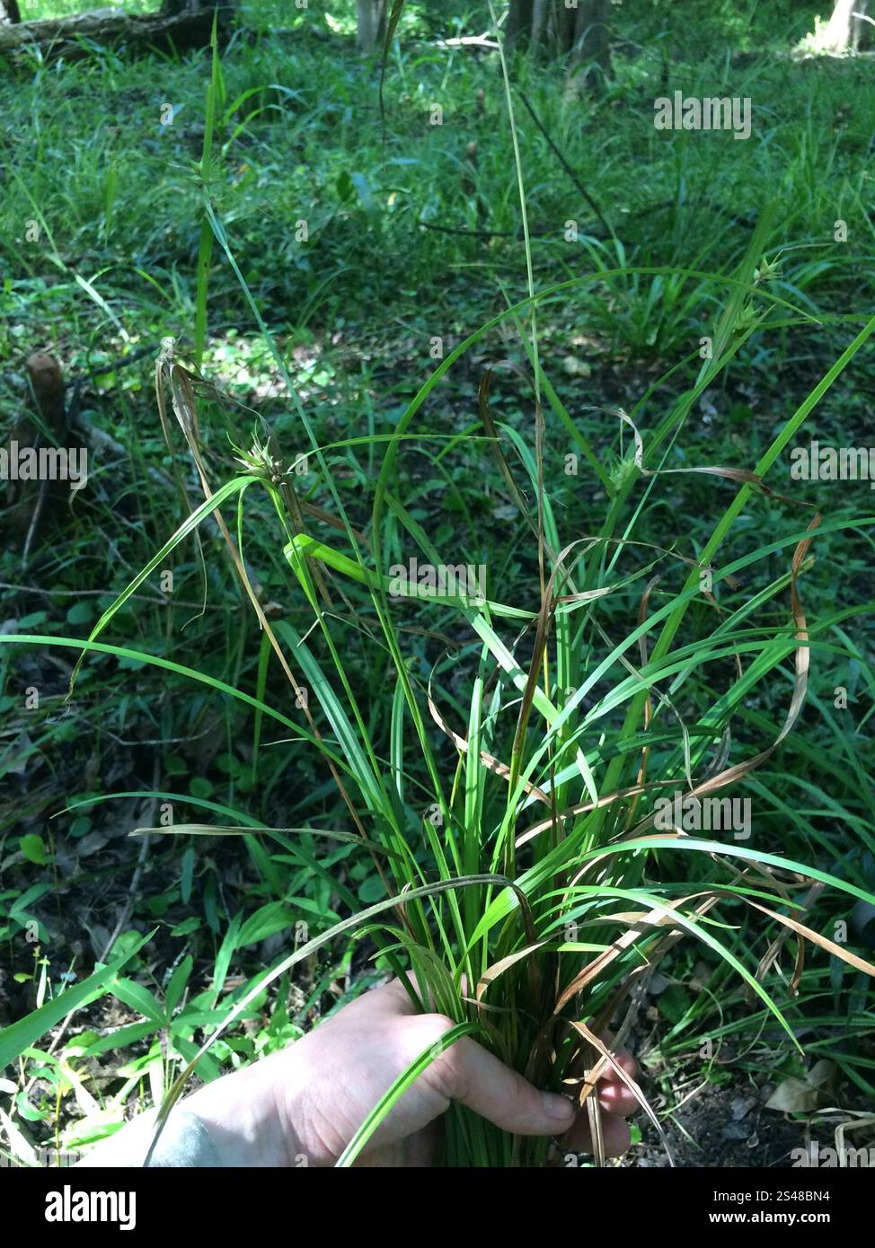 bladder sedge (Carex intumescens Stock Photo - Alamy