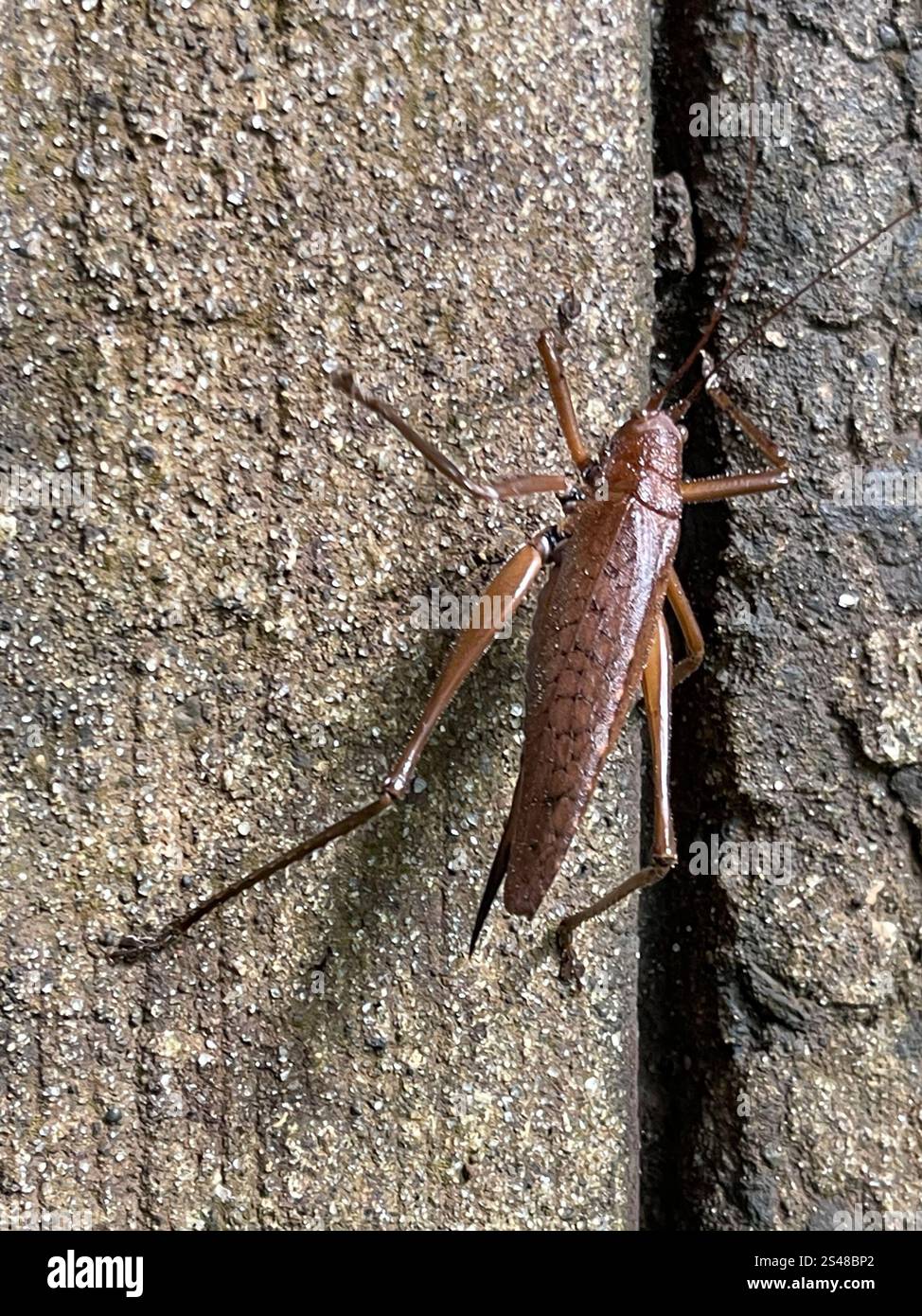 True Katydids (Pseudophyllinae Stock Photo - Alamy