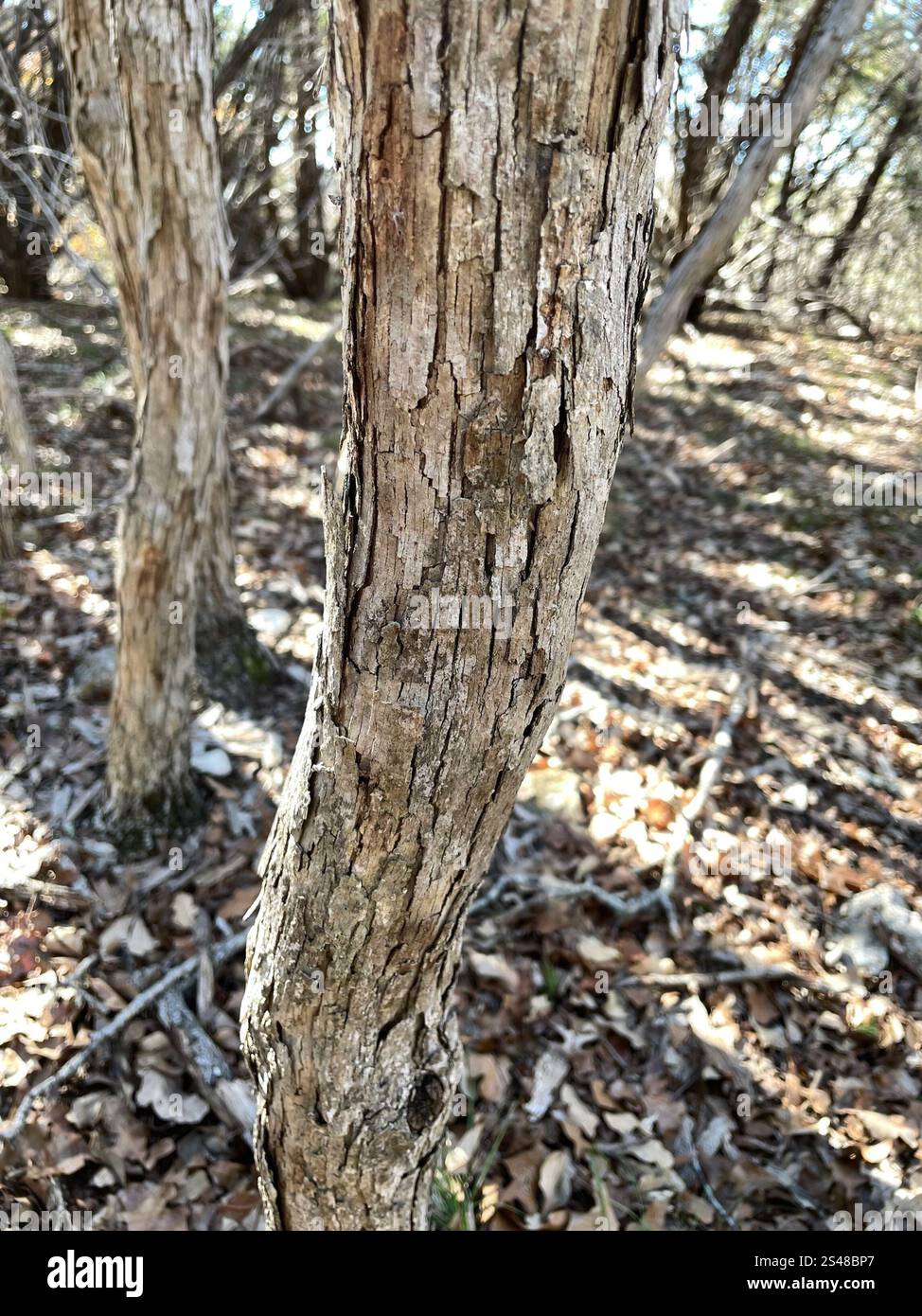 White Shin Oak (Quercus sinuata breviloba Stock Photo - Alamy