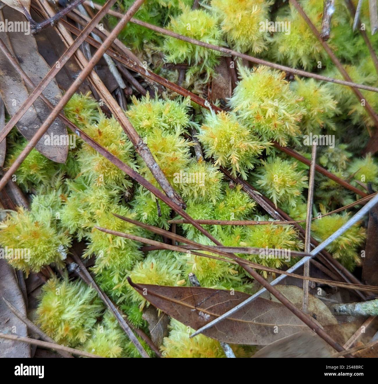 Pale Bog-moss (Sphagnum strictum Stock Photo - Alamy