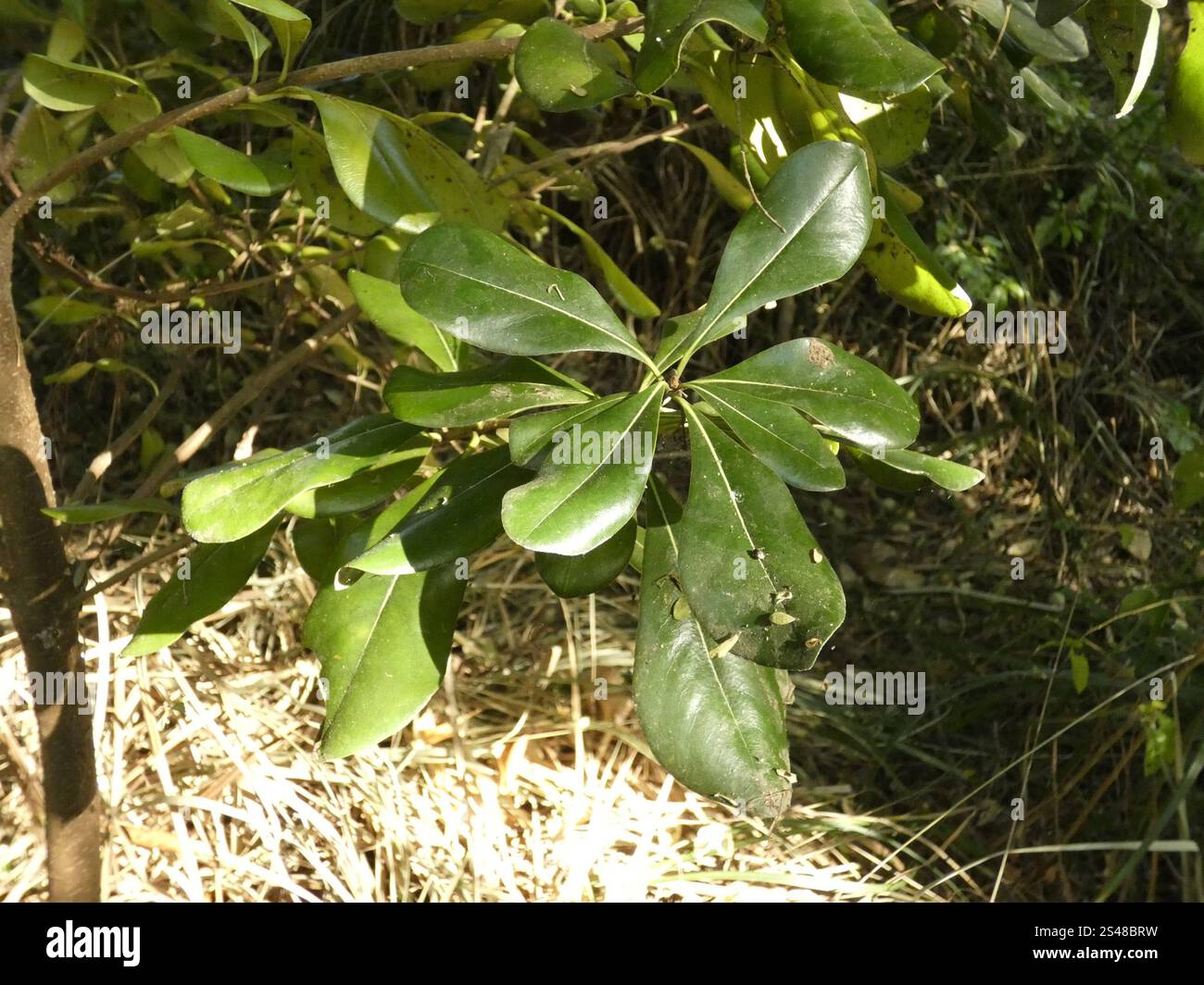 Japanese cheesewood (Pittosporum tobira Stock Photo - Alamy