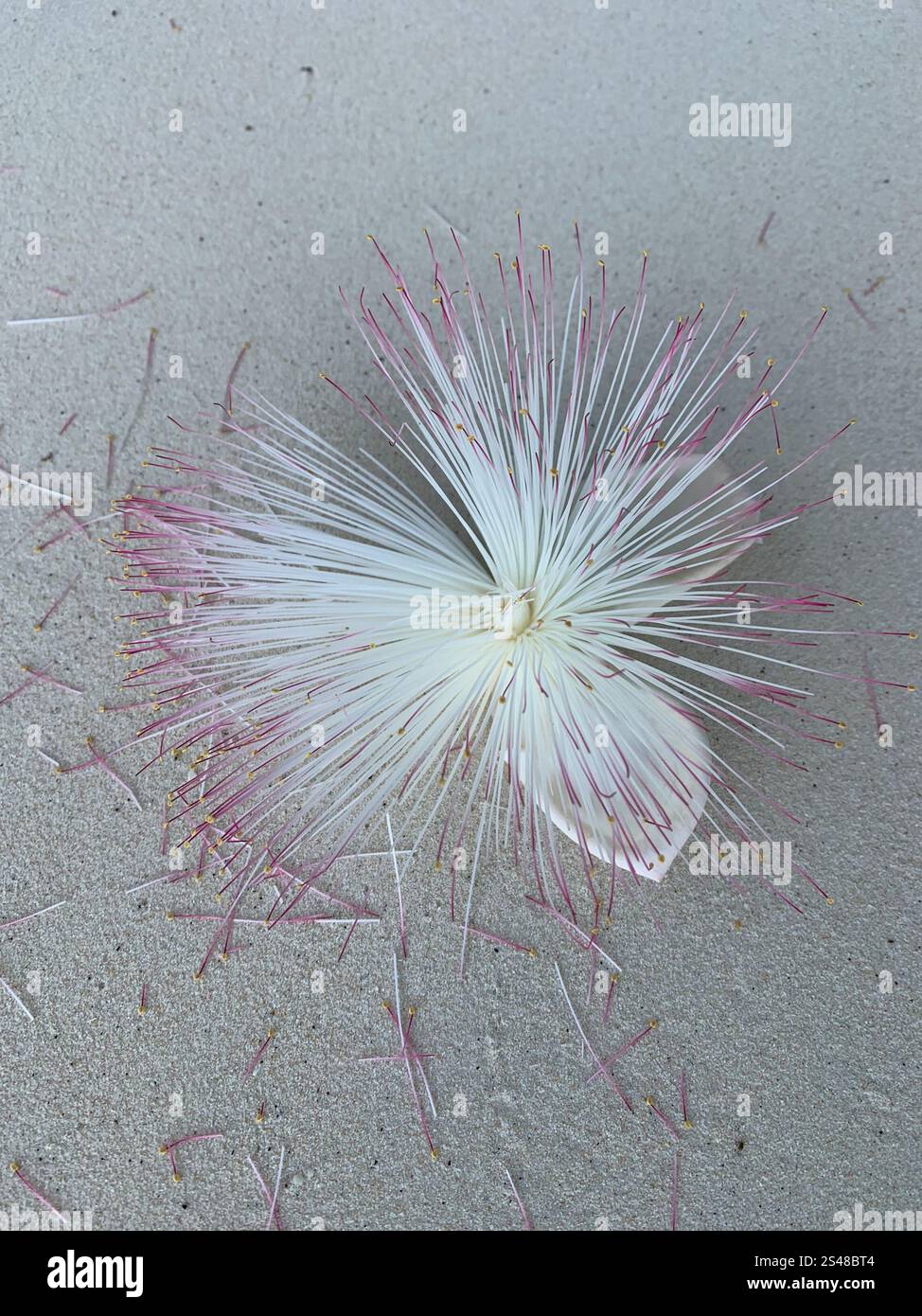 Fish Poison Tree (Barringtonia asiatica Stock Photo - Alamy