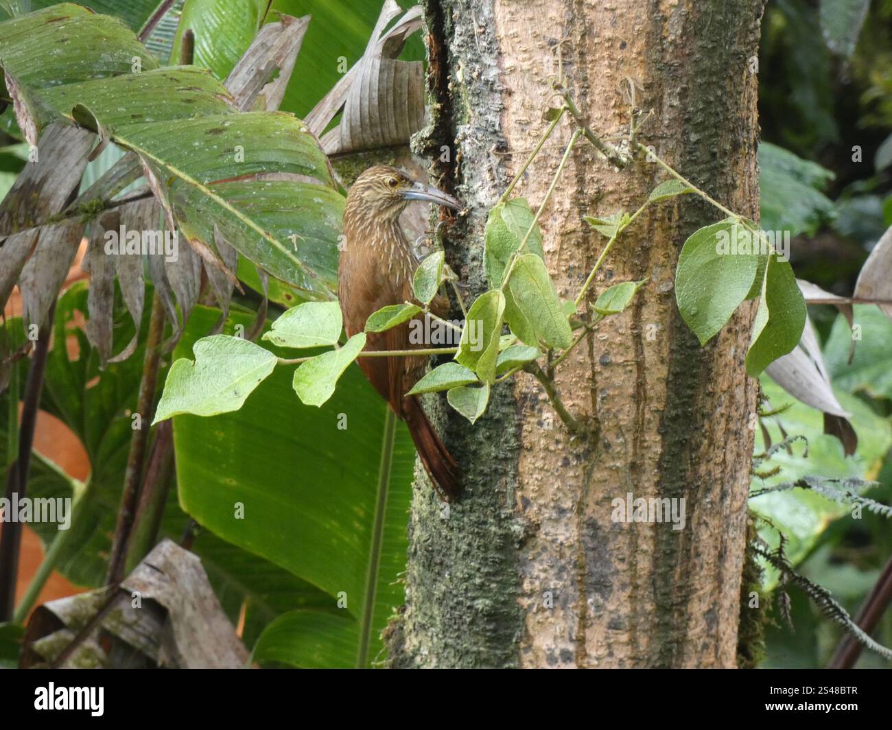 Strong-billed Woodcreeper (Xiphocolaptes promeropirhynchus Stock Photo ...