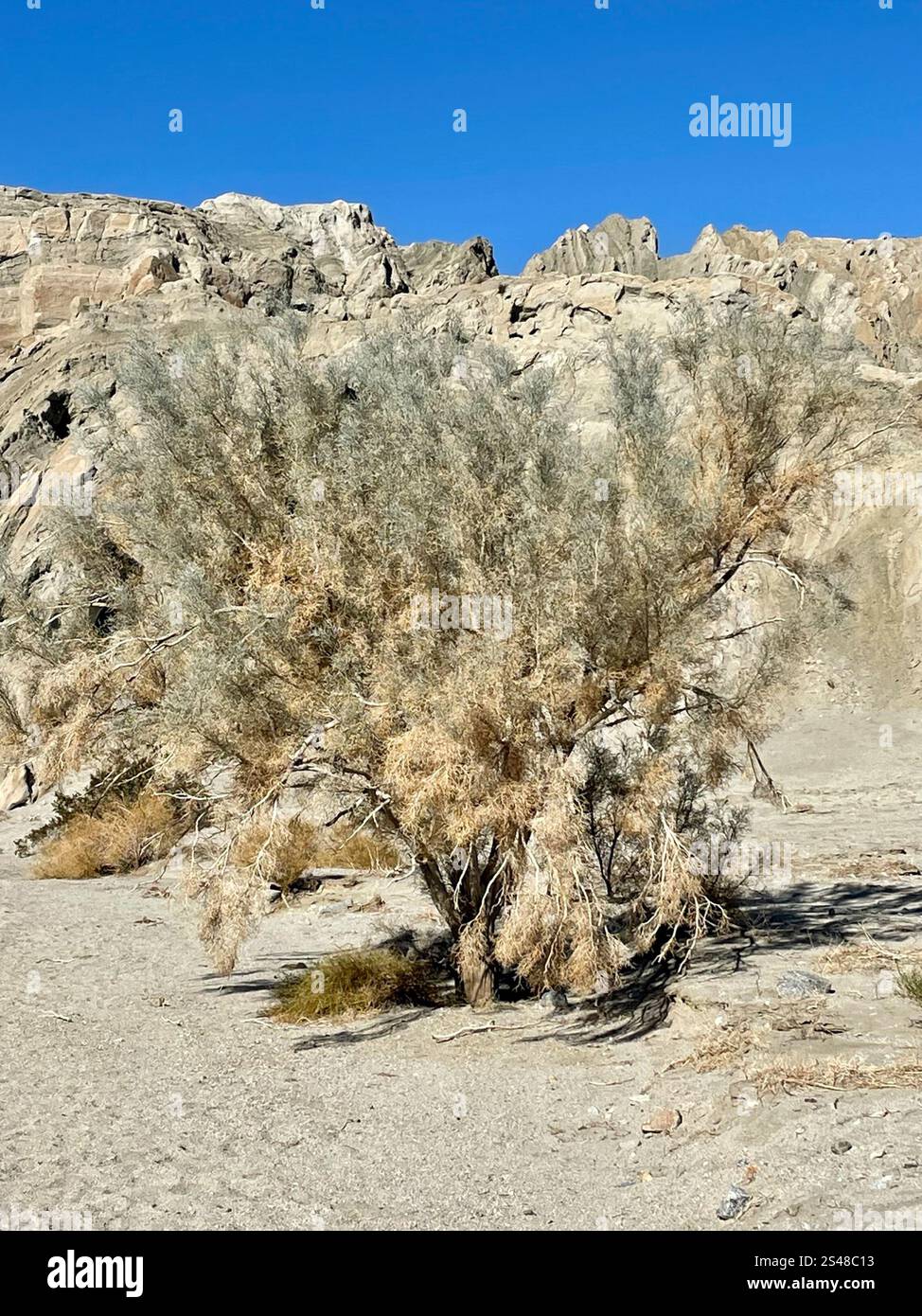 Smoke Tree (Psorothamnus spinosus Stock Photo - Alamy