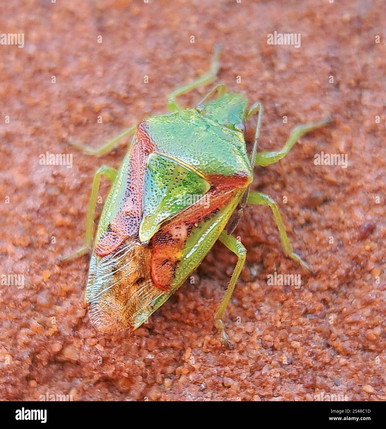 Juniper Shield Bug (Cyphostethus tristriatus Stock Photo - Alamy