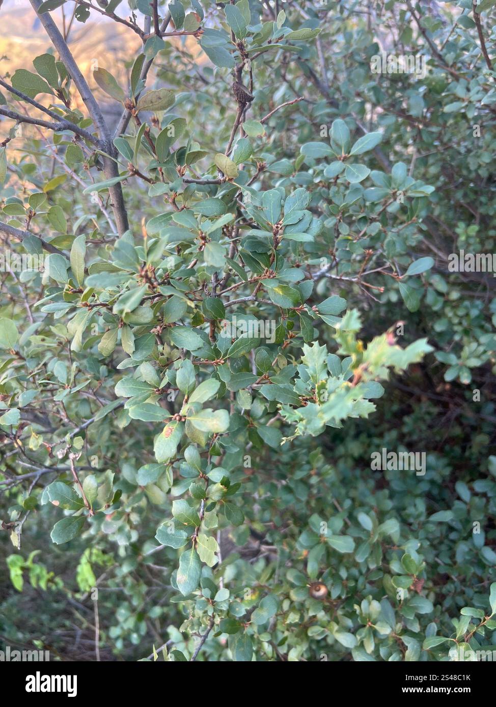 California scrub oak (Quercus berberidifolia Stock Photo - Alamy