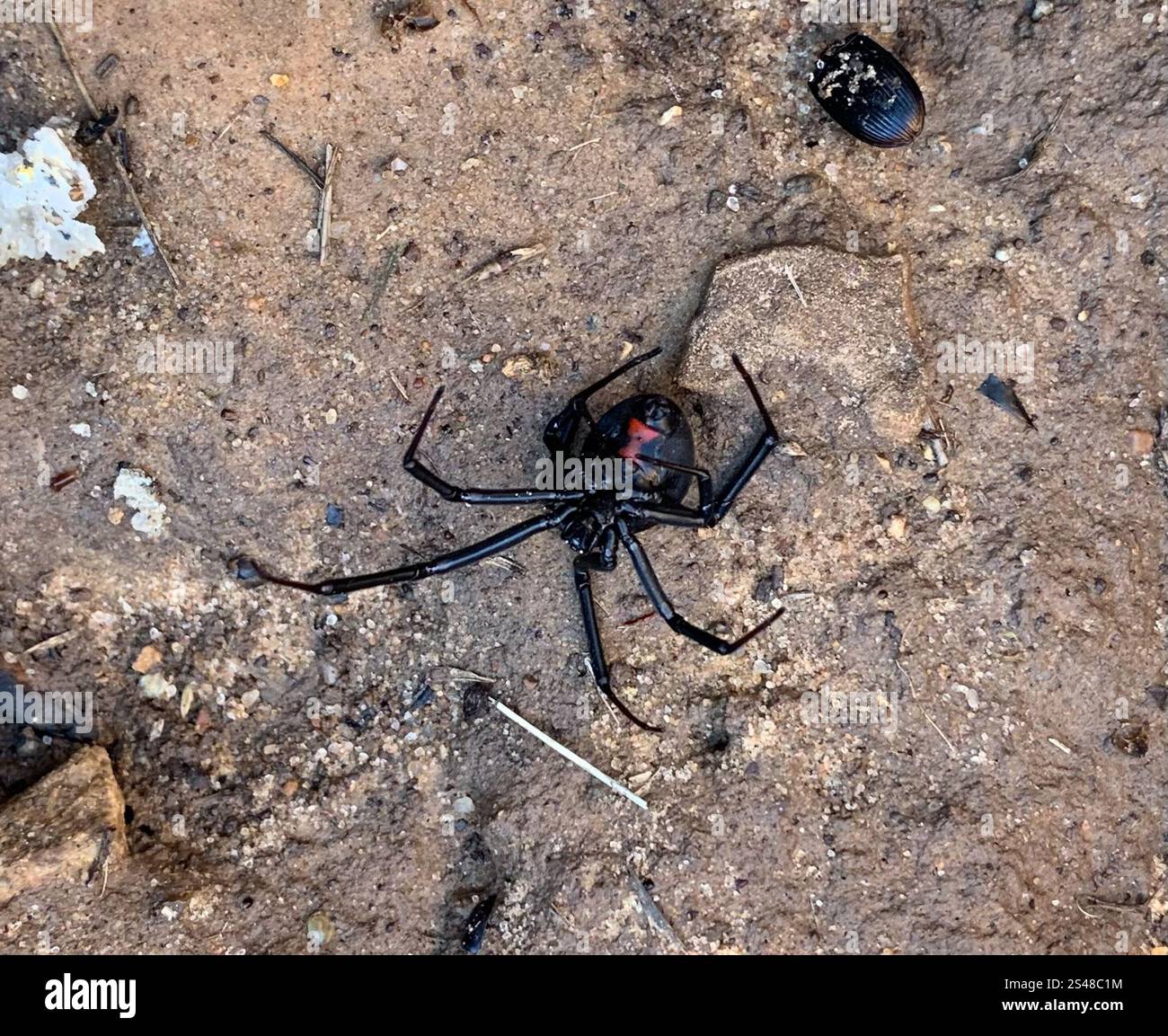 Western Black Widow (Latrodectus hesperus Stock Photo - Alamy