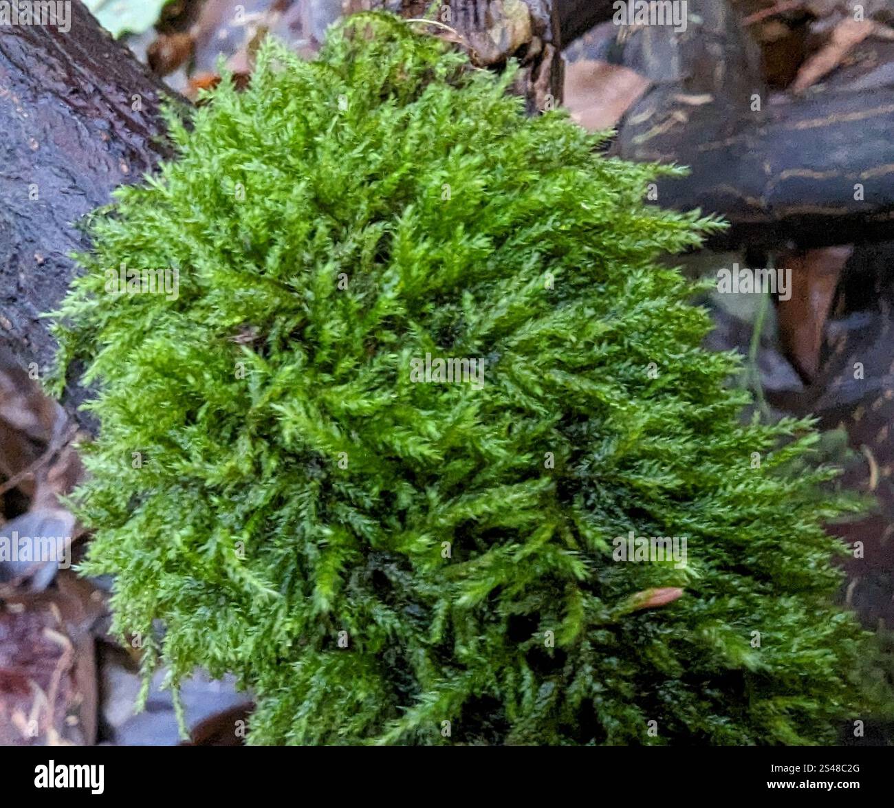 Cat's Tail Moss (Pseudisothecium stoloniferum Stock Photo - Alamy