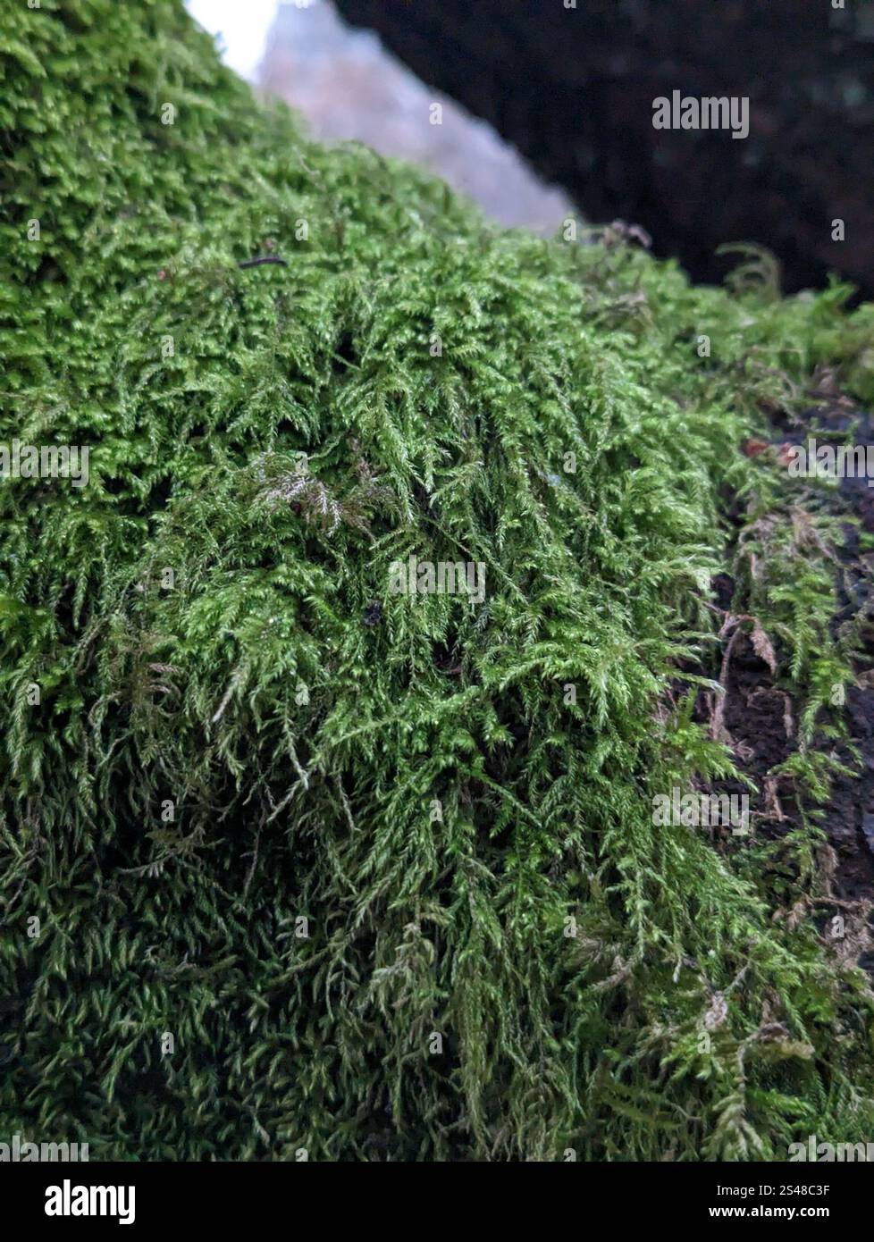 Cat's Tail Moss (Pseudisothecium stoloniferum Stock Photo - Alamy