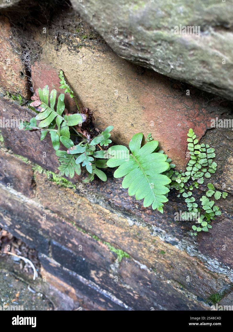 polypody ferns (Polypodium Stock Photo - Alamy