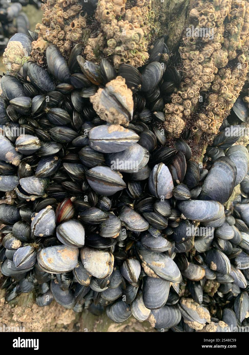 Blue Mussel (Mytilus edulis Stock Photo - Alamy