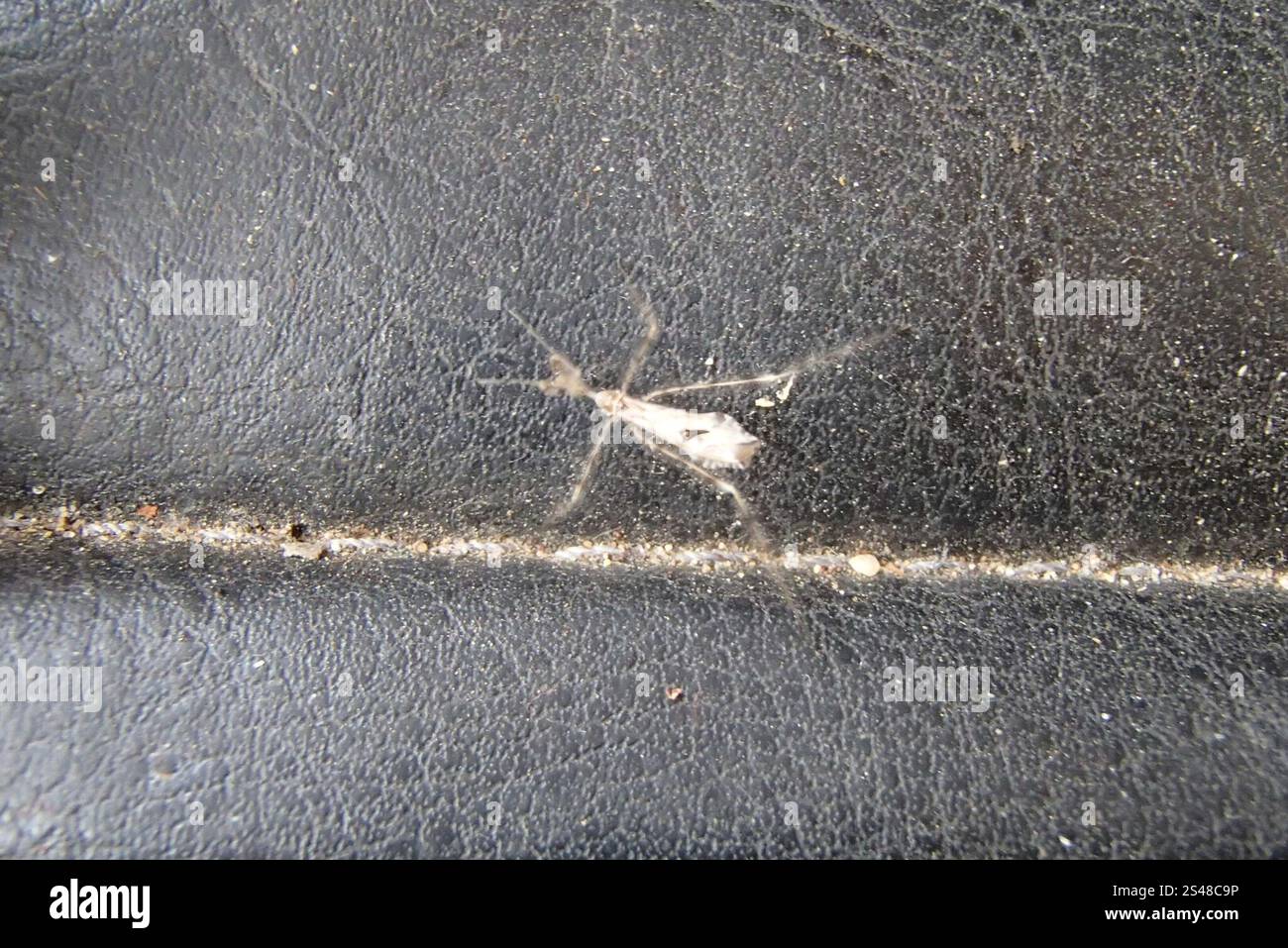 Spider Assassin Bugs (Stenolemus Stock Photo - Alamy