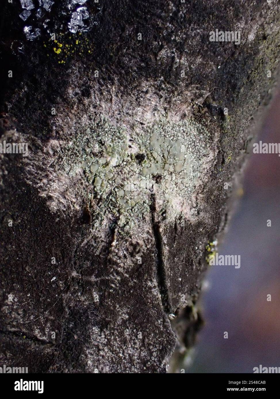 Shadow Dot Lichen (Micarea peliocarpa Stock Photo - Alamy