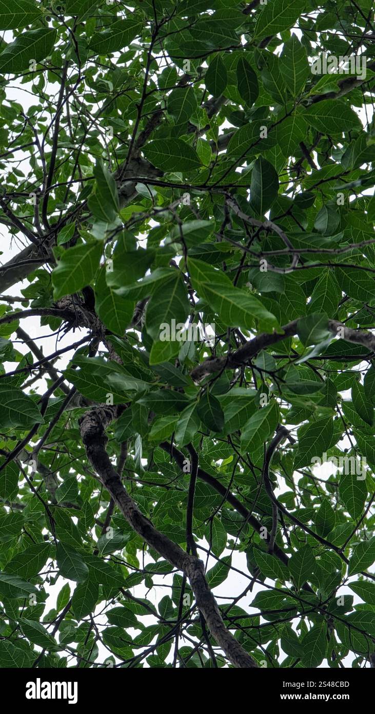 sandpaper fig (Ficus fraseri Stock Photo - Alamy