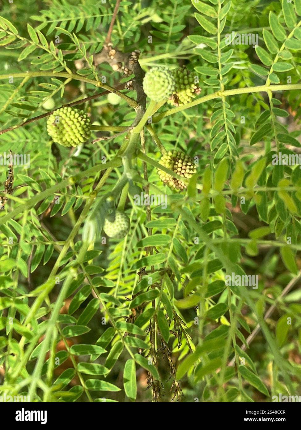 White leadtree (Leucaena leucocephala Stock Photo - Alamy