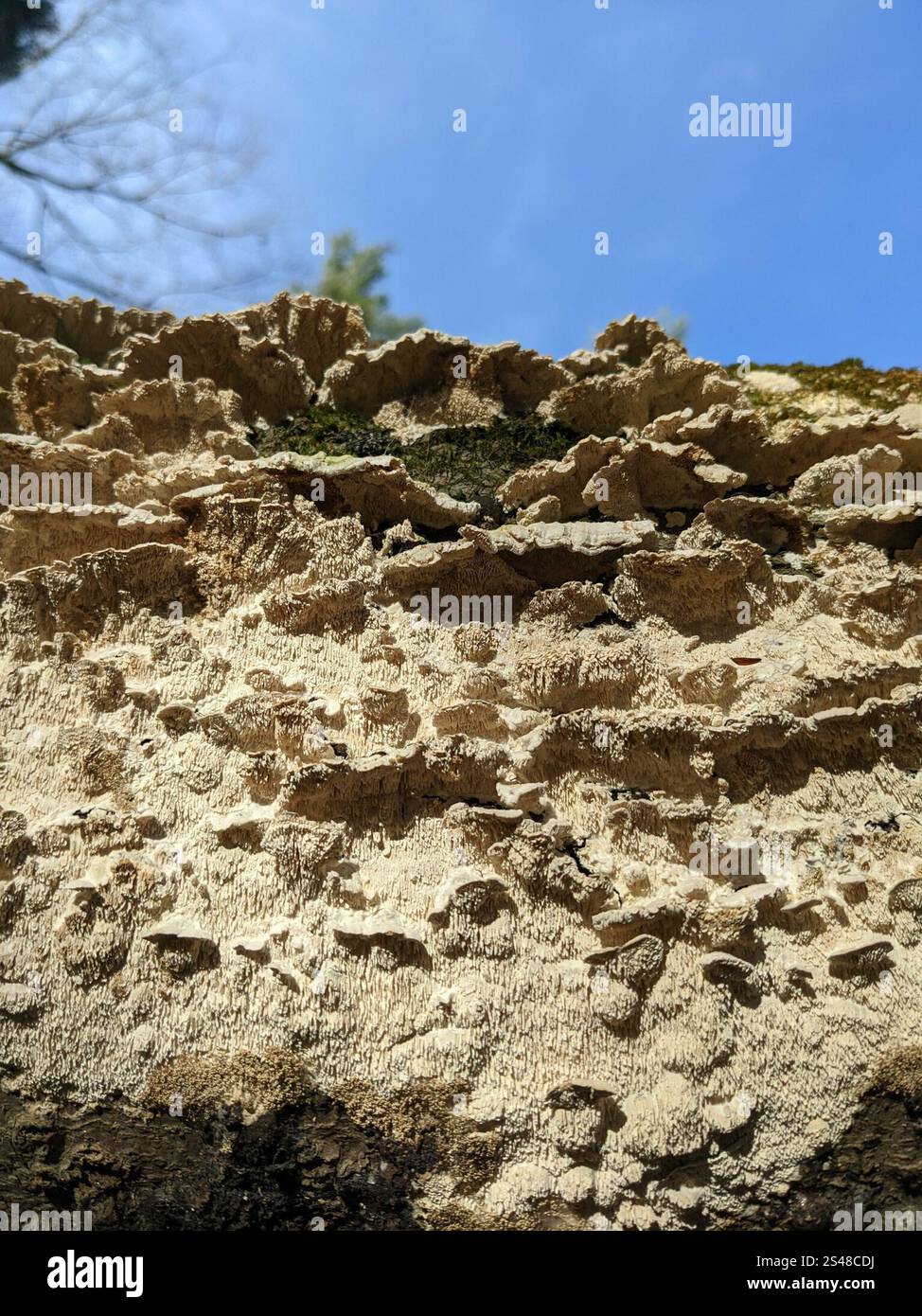 Milk-white Toothed Polypore (Irpex lacteus Stock Photo - Alamy