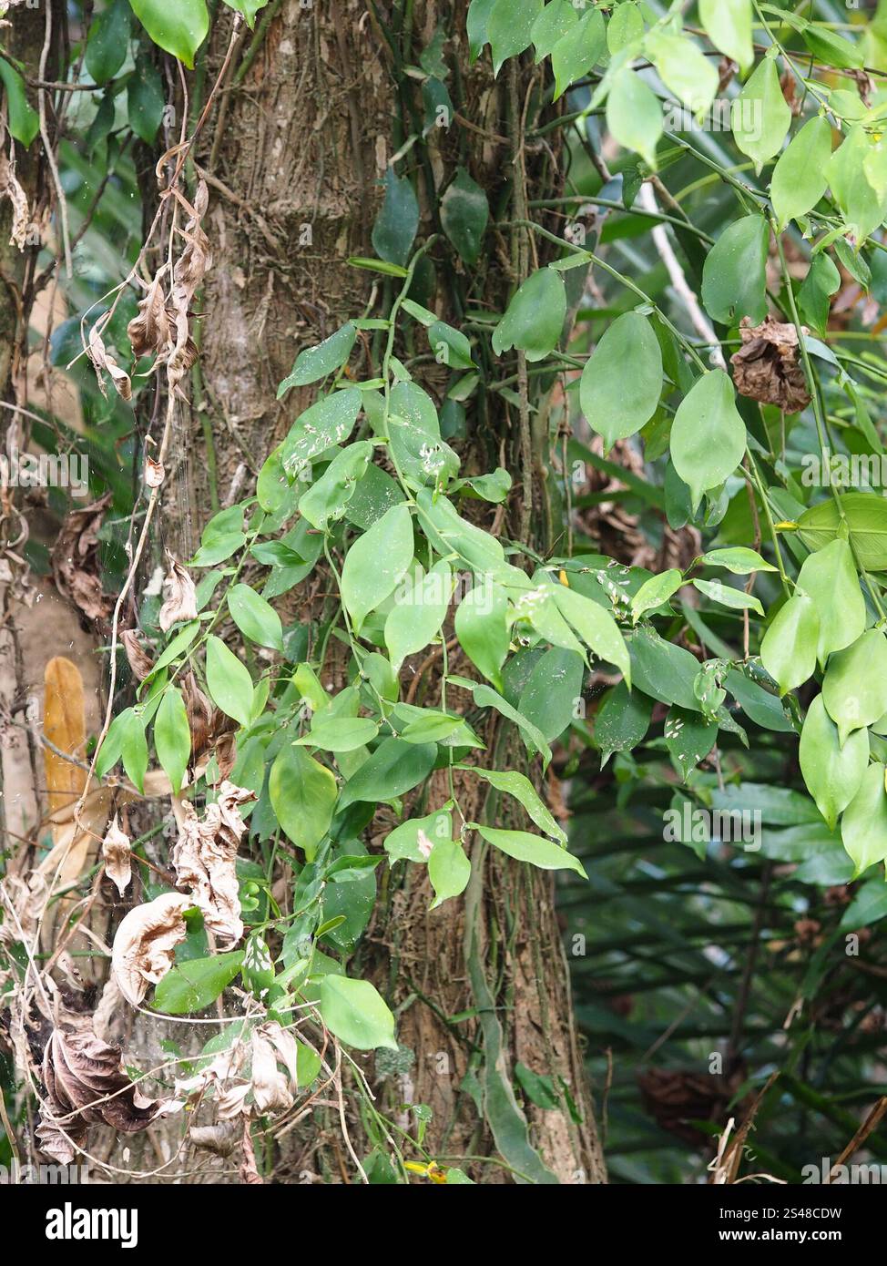 Chinese Pothos (Pothos chinensis Stock Photo - Alamy