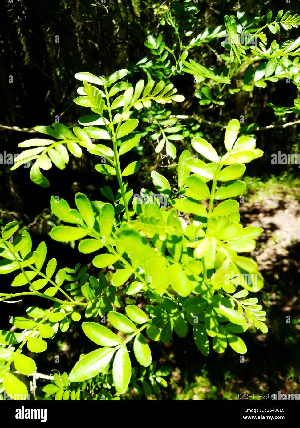 Lime Prickly-ash (Zanthoxylum fagara Stock Photo - Alamy