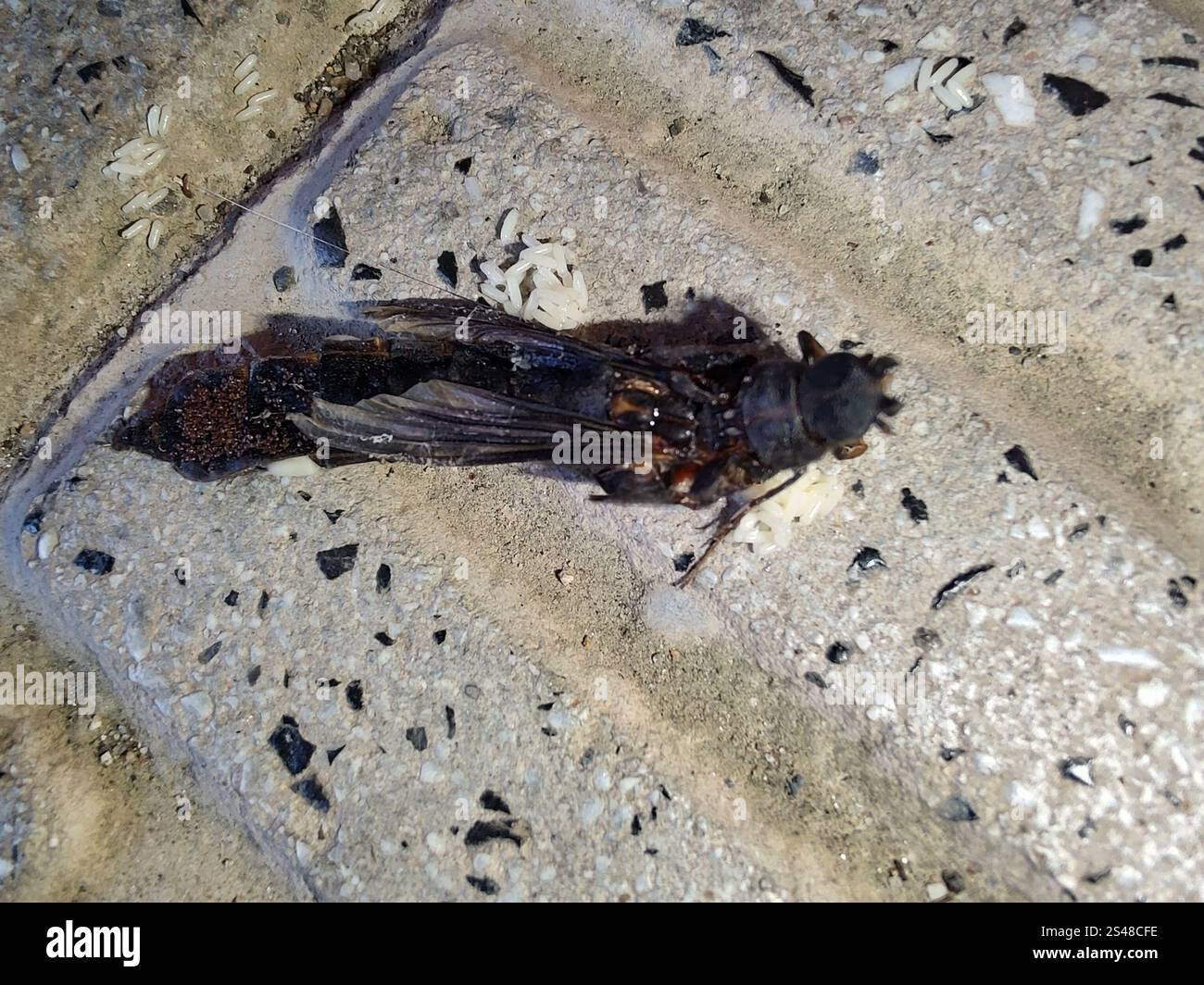 Ship-timber Beetles (Atractocerus Stock Photo - Alamy