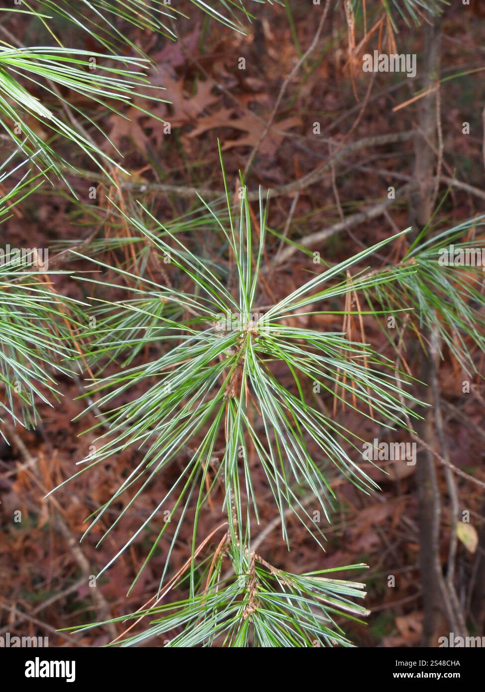 eastern white pine (Pinus strobus Stock Photo - Alamy