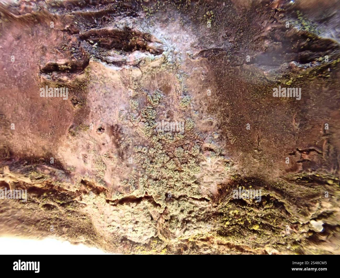 rim lichens, disc lichens, and allies (Lecanoraceae Stock Photo - Alamy