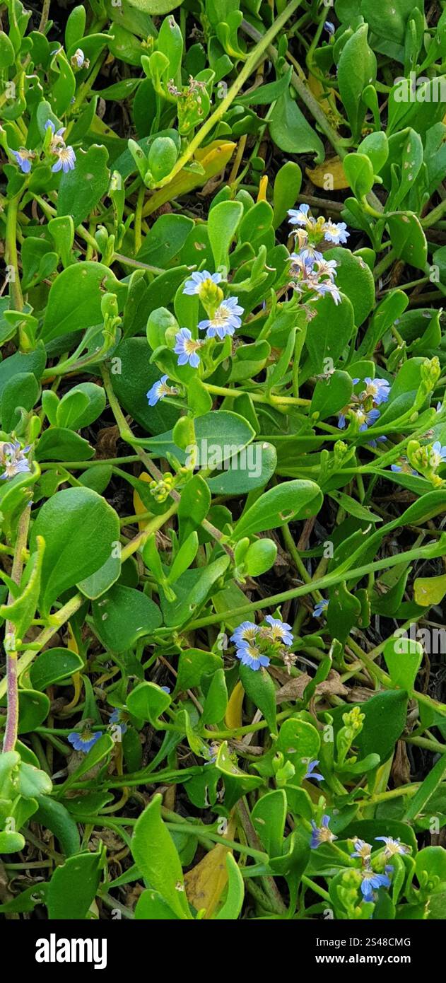 dune fan-flower (Scaevola calendulacea Stock Photo - Alamy