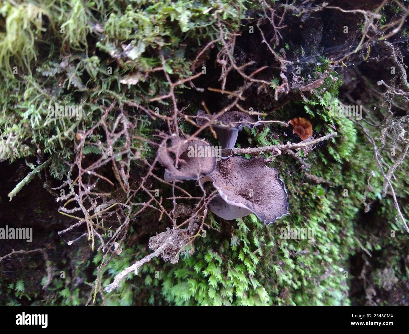 Eastern Black Trumpet (Craterellus fallax Stock Photo - Alamy