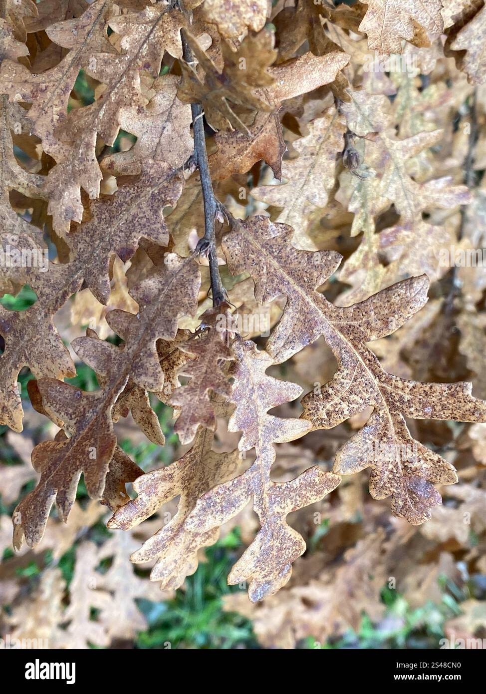 Turkey Oak (Quercus cerris Stock Photo - Alamy