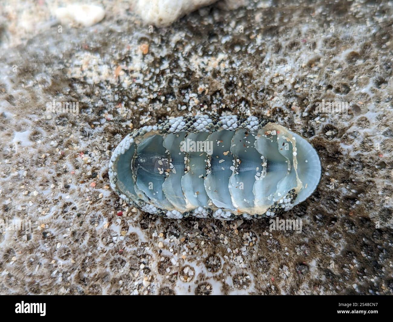 West Indian Green Chiton (Chiton tuberculatus Stock Photo - Alamy