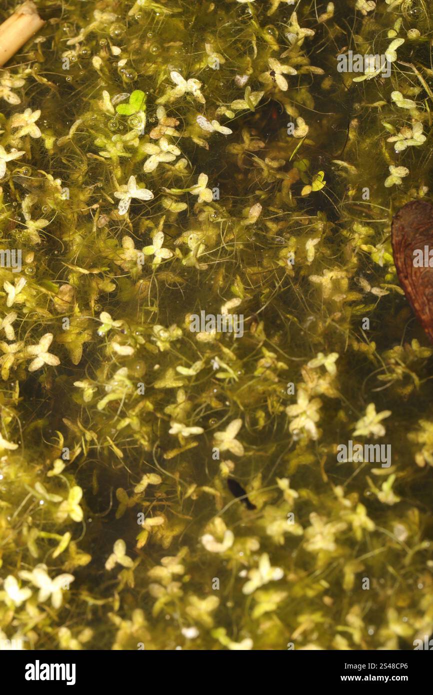 Ivy-leaved Duckweed (Lemna trisulca Stock Photo - Alamy