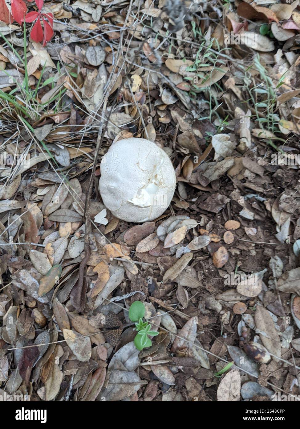 Purple-spored Puffball (Calvatia cyathiformis Stock Photo - Alamy