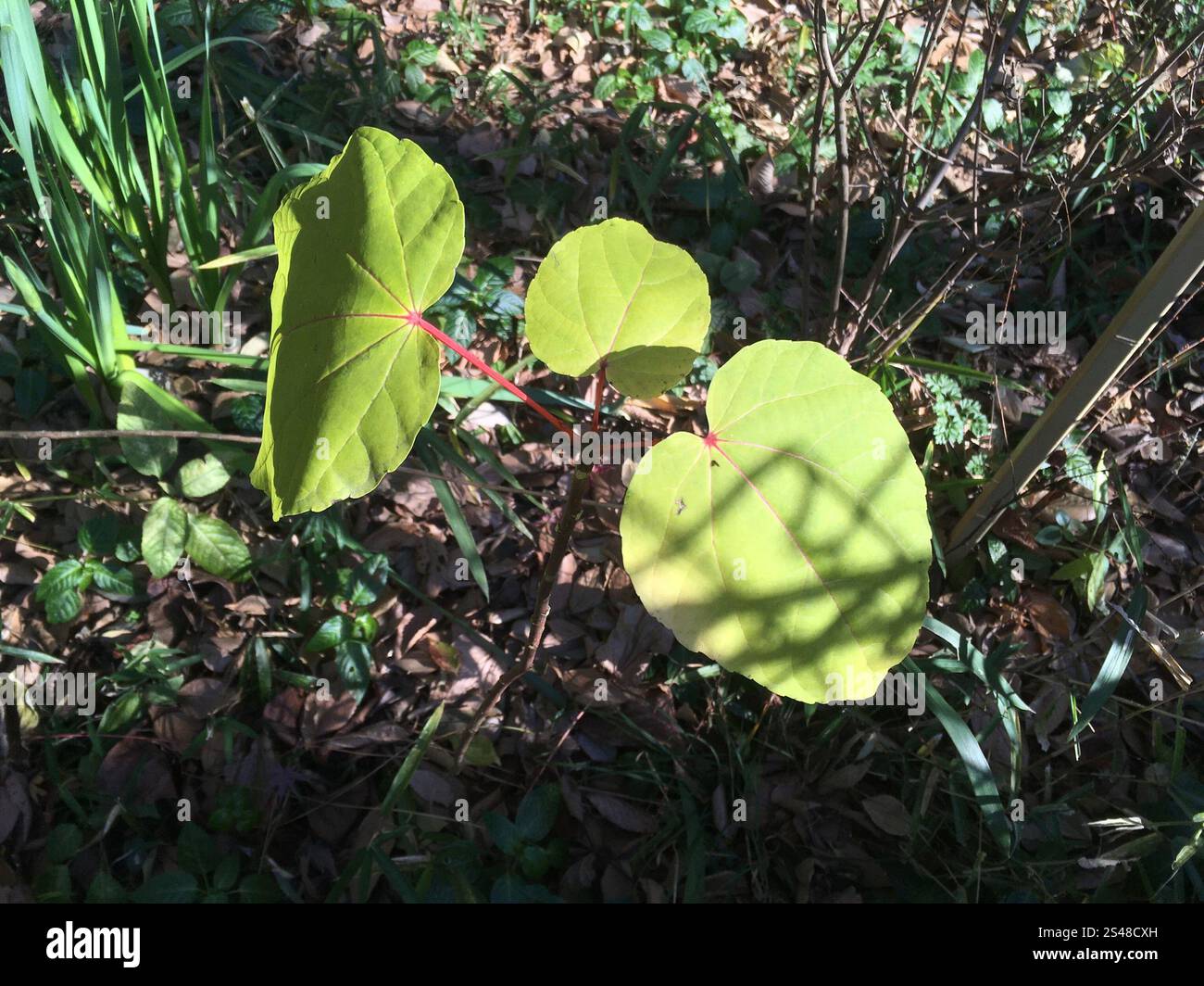Wonder tree (Idesia polycarpa Stock Photo - Alamy