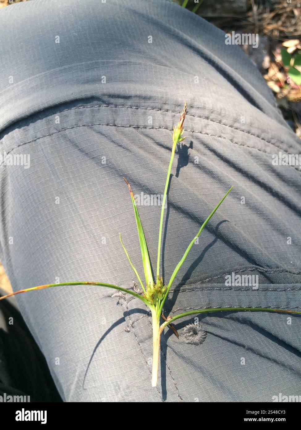 Umbel-like Sedge (Carex tonsa rugosperma Stock Photo - Alamy