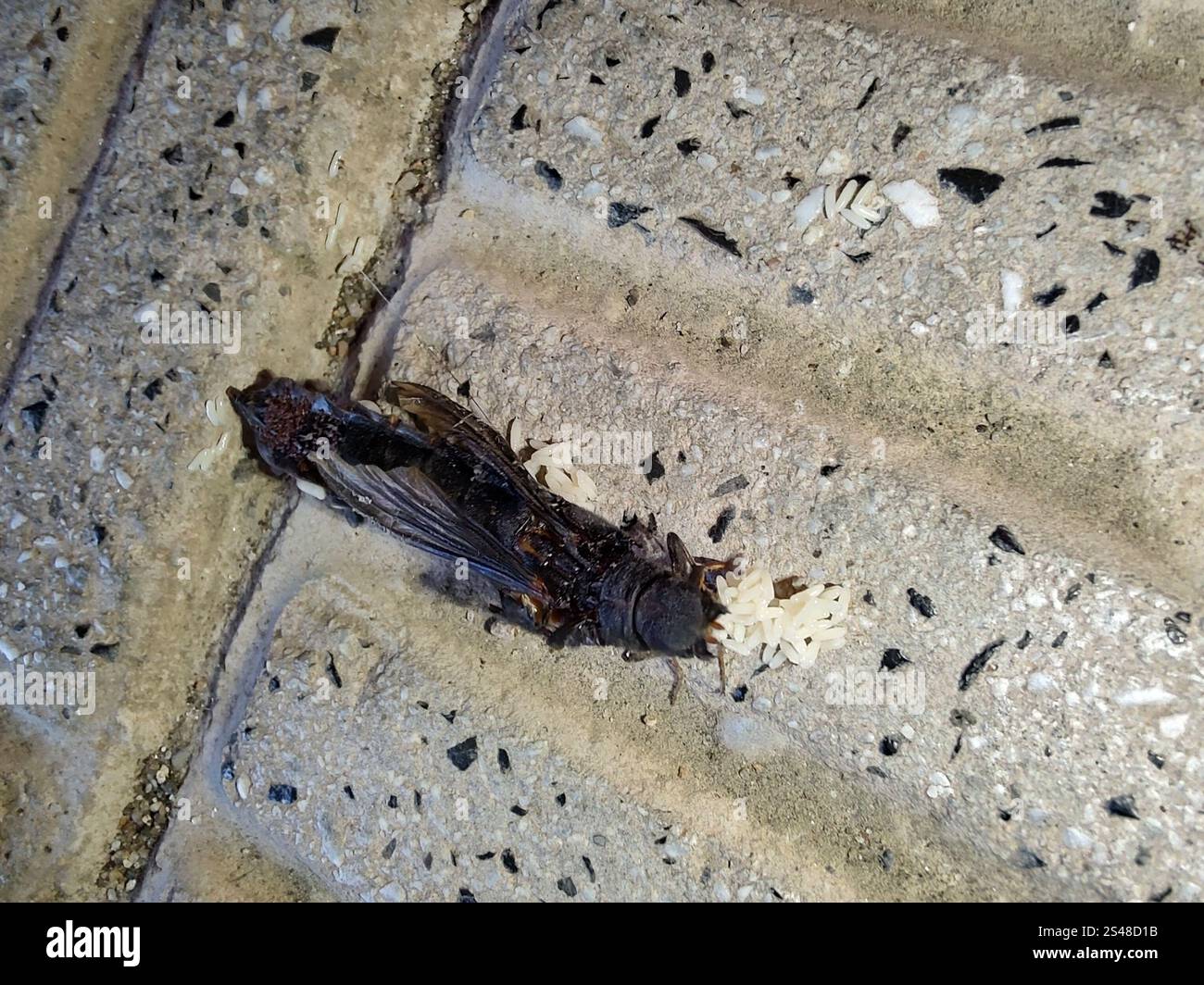Ship-timber Beetles (Atractocerus Stock Photo - Alamy