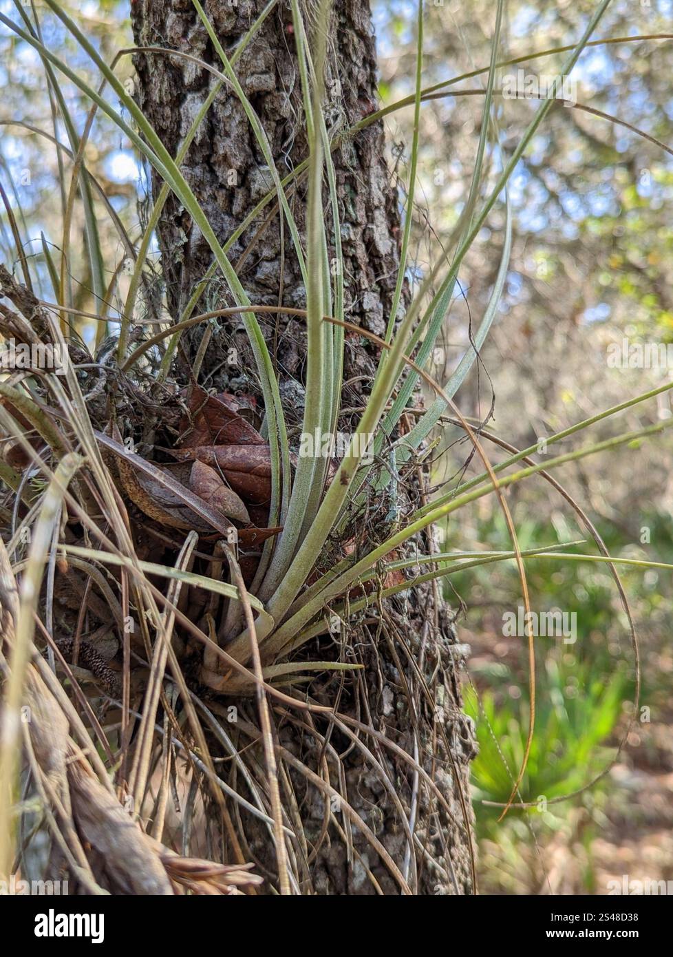 Manatee River airplant (Tillandsia simulata Stock Photo - Alamy