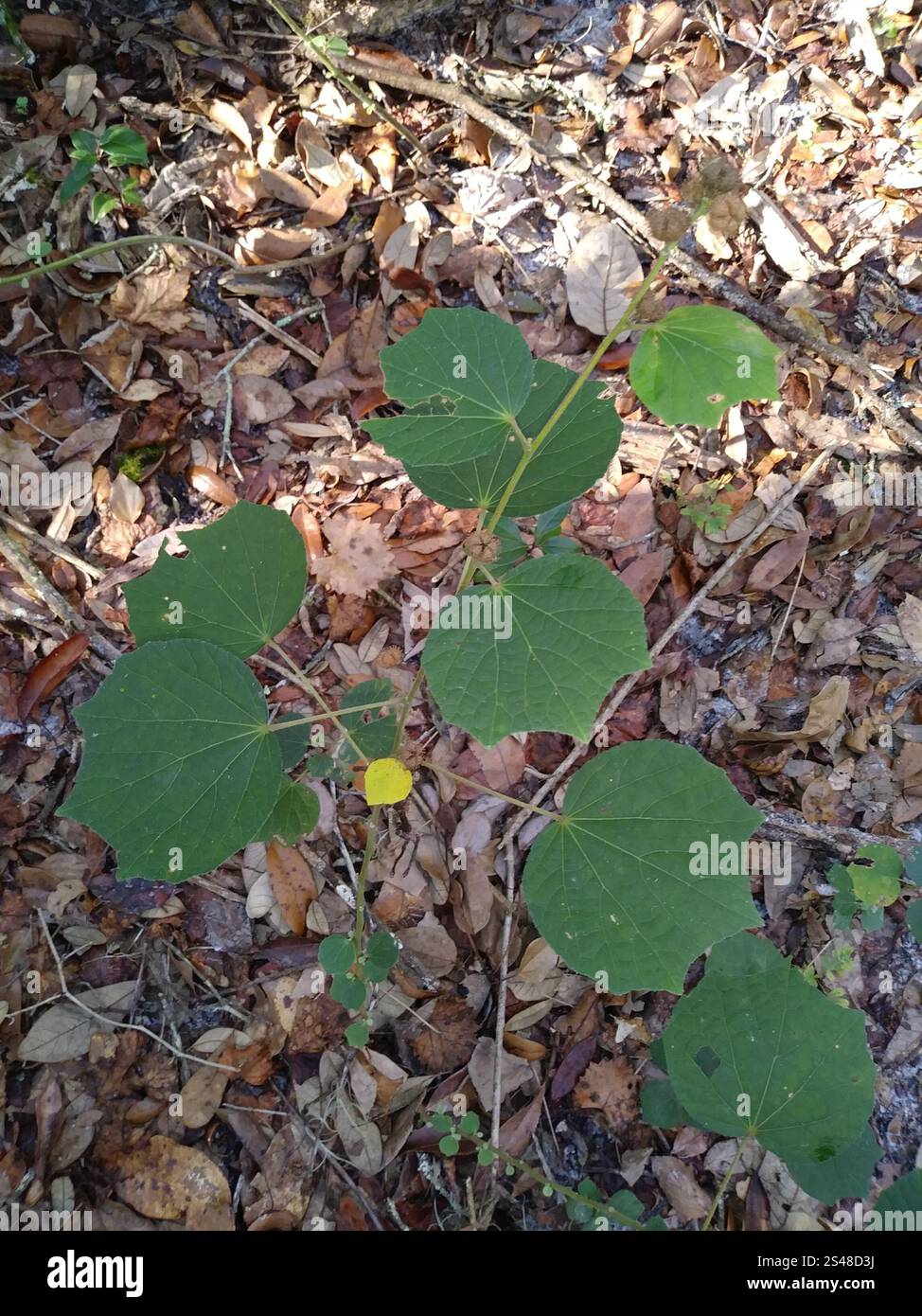 Caesar weed (Urena lobata Stock Photo - Alamy