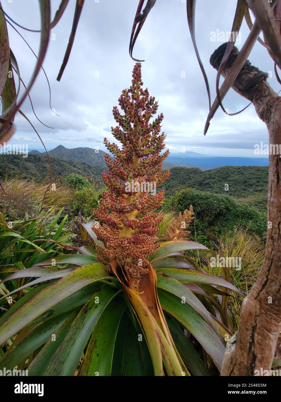 mountain neinei (Dracophyllum traversii Stock Photo - Alamy