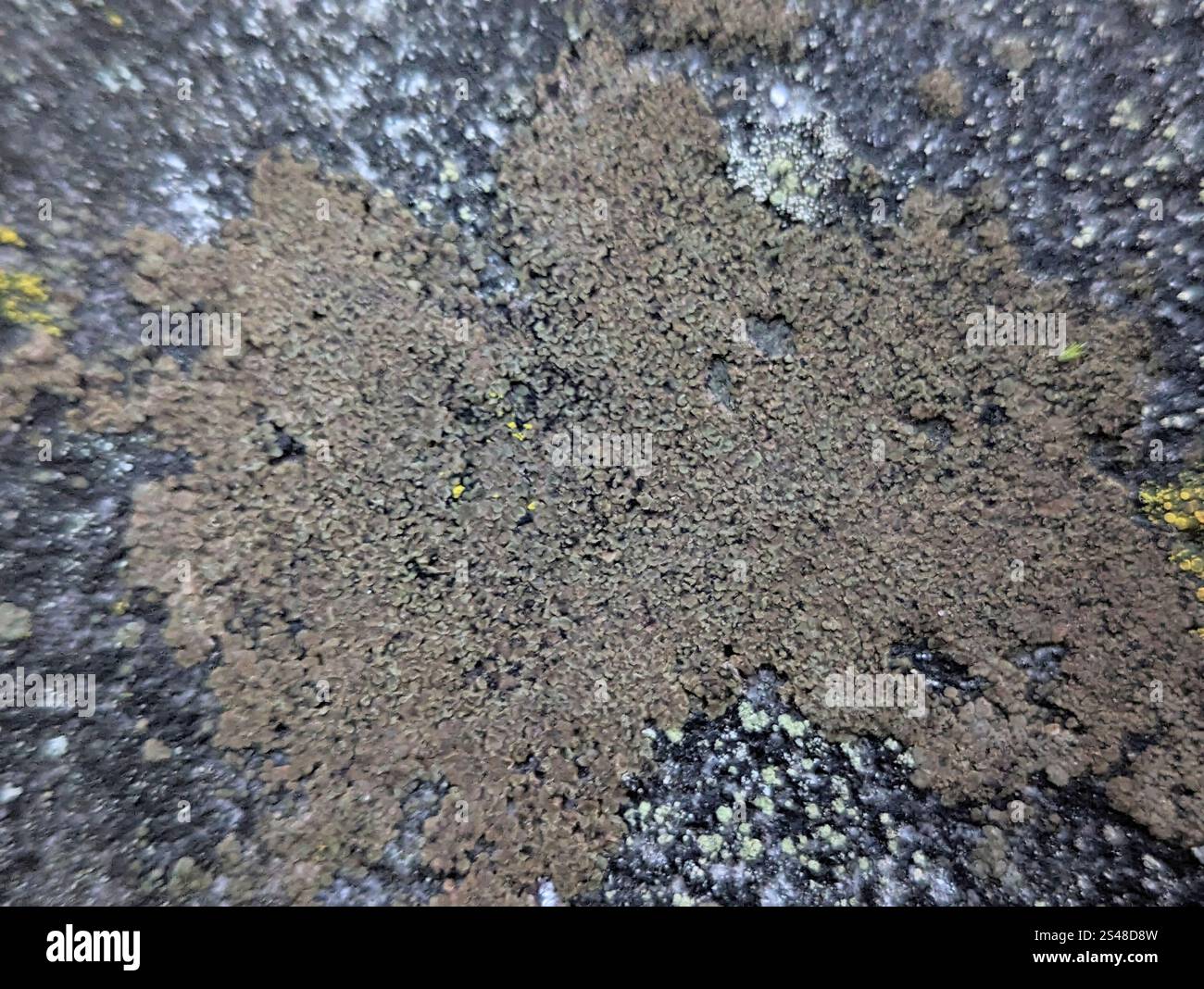 Fishscale Lichens (Psora Stock Photo - Alamy