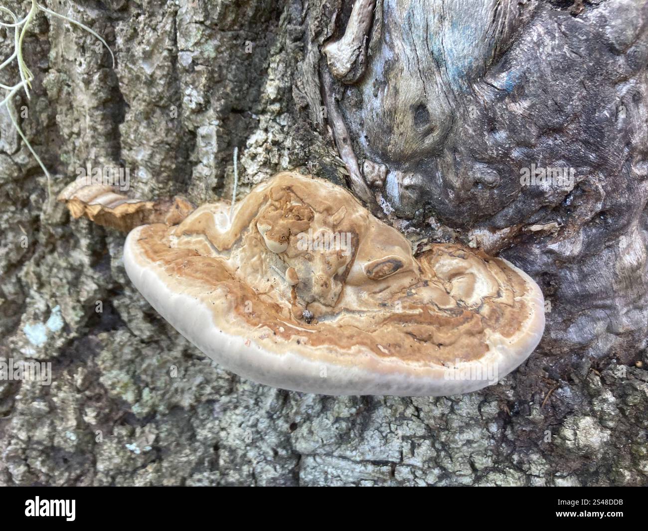 Southern Clam Shell (Fomes fasciatus Stock Photo - Alamy