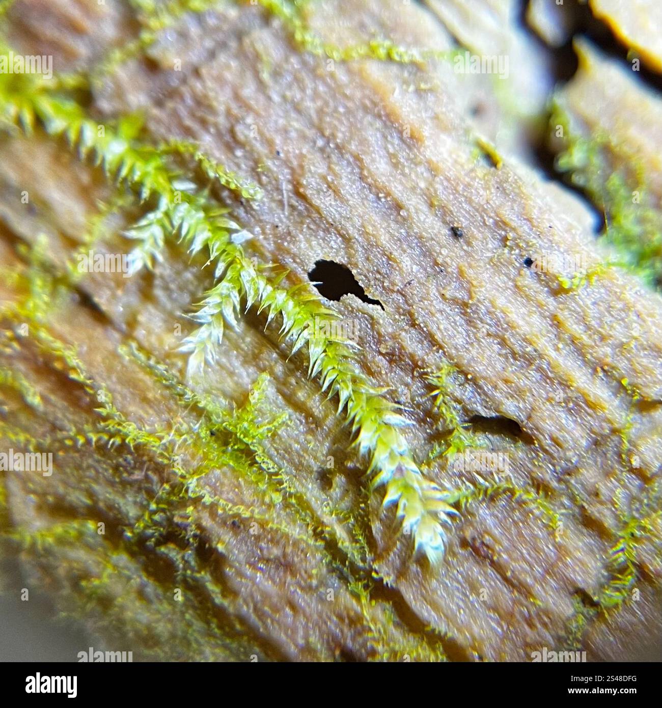 Streamside Leptodictyum Moss (Leptodictyum riparium Stock Photo - Alamy