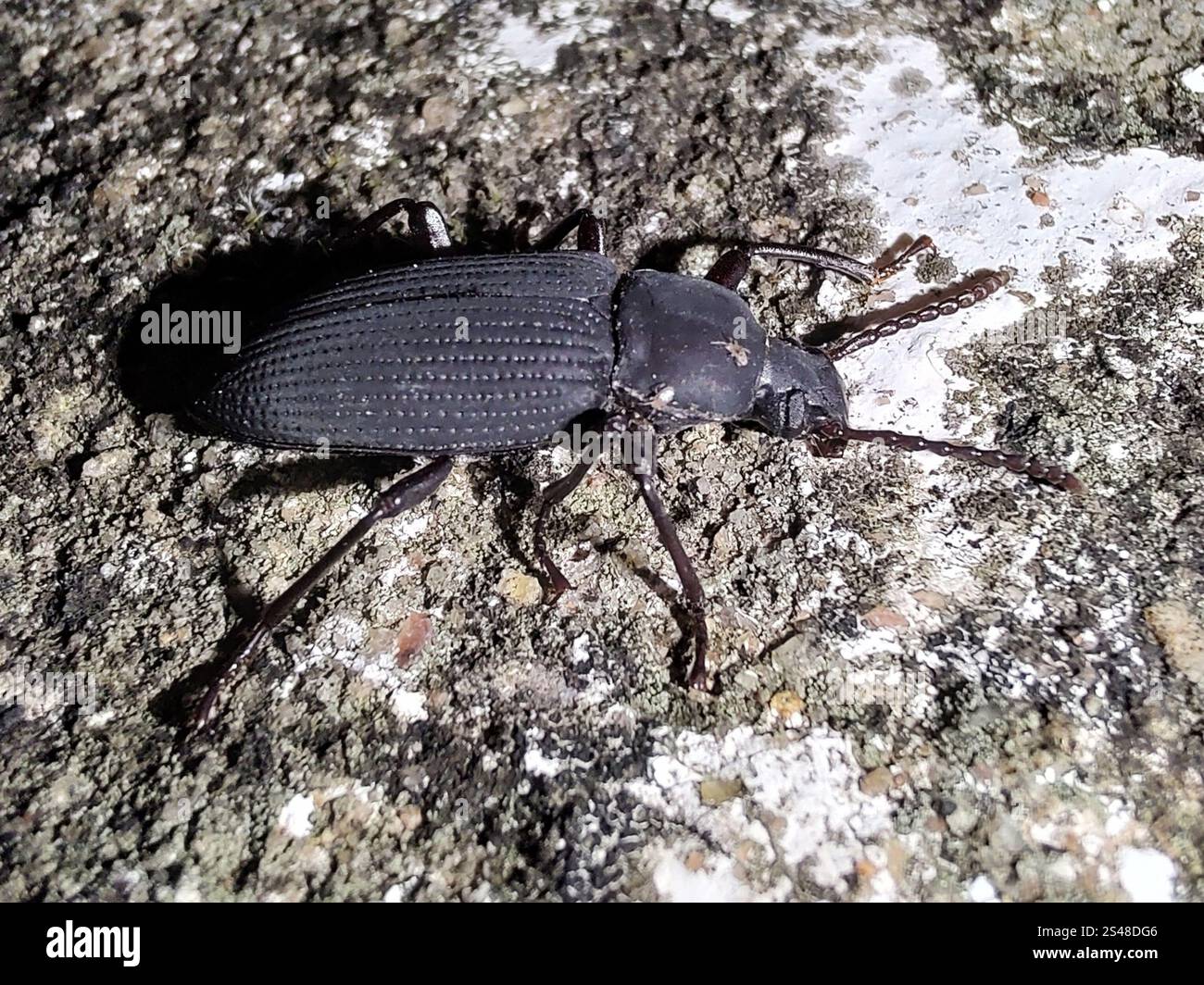 Darkling Beetles (Tenebrionidae Stock Photo - Alamy