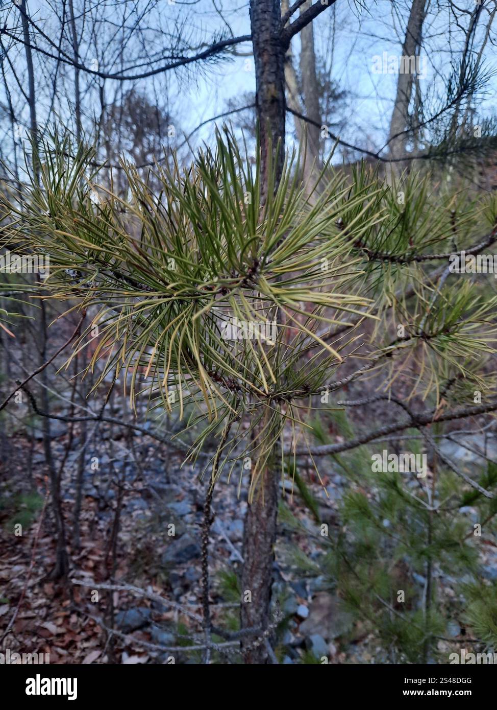 pitch pine (Pinus rigida Stock Photo - Alamy