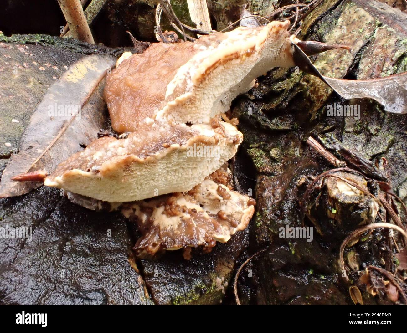 Basidiomycete Fungi (Basidiomycota Stock Photo - Alamy
