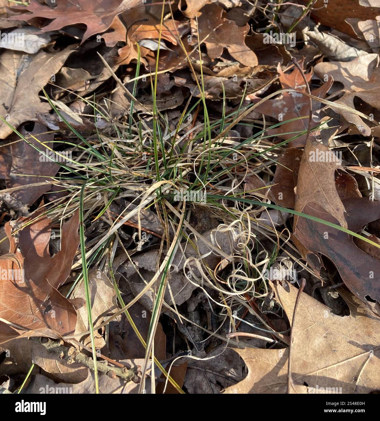 Poverty oatgrass (Danthonia spicata Stock Photo - Alamy