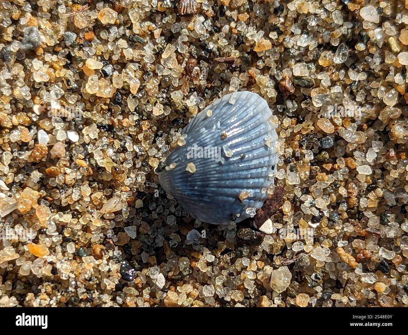 Chemnitz's ark clam (Anadara chemnitzii Stock Photo - Alamy