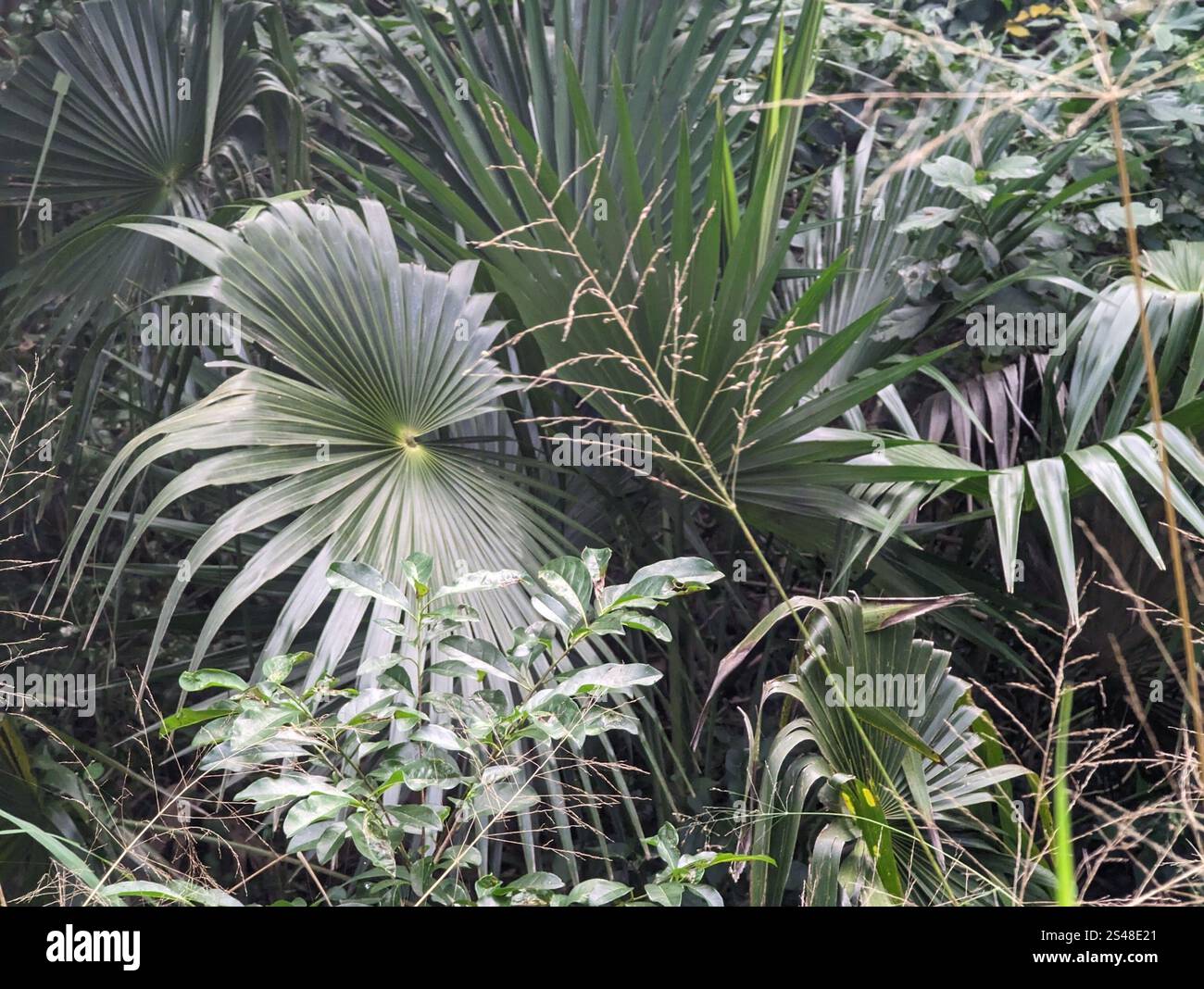 Silver Thatch Palm (Coccothrinax alta Stock Photo - Alamy