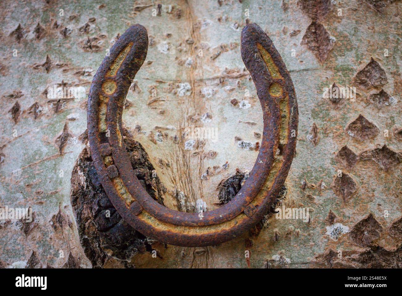 Trail-side Marker: an old Horseshoe nailed to a White Poplar Tree: A ...
