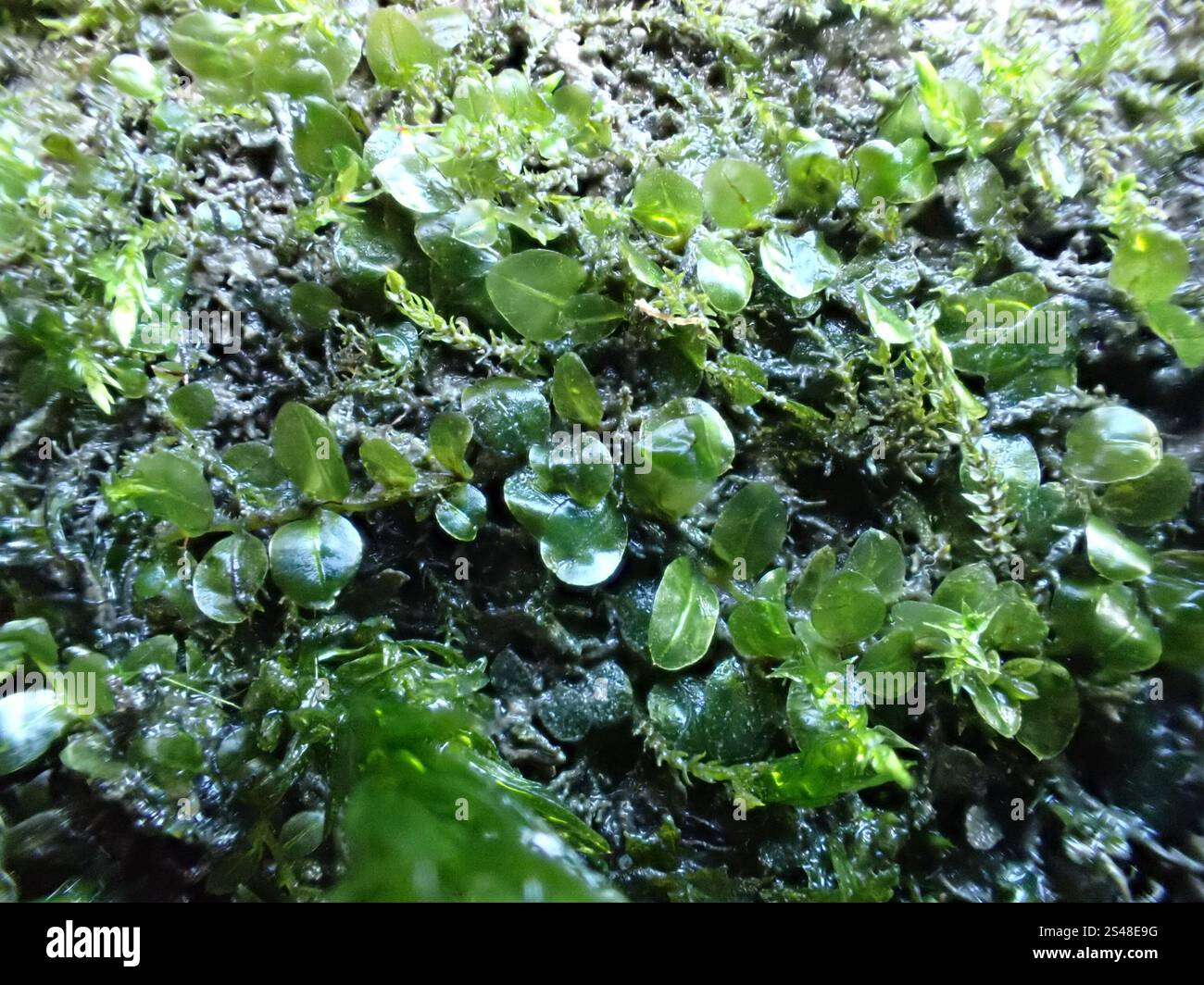 Long-beaked Thyme-moss (Plagiomnium rostratum Stock Photo - Alamy